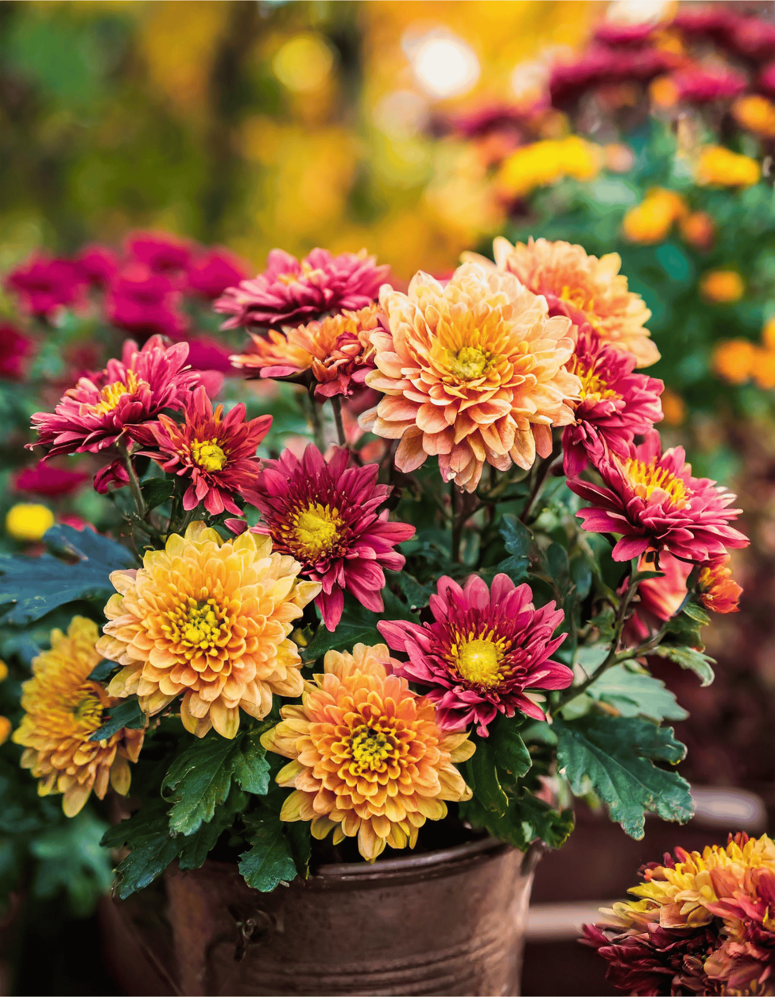 9 Tips to Keep Your Mums Blooming Beautifully Throughout Fall | Bigger ...