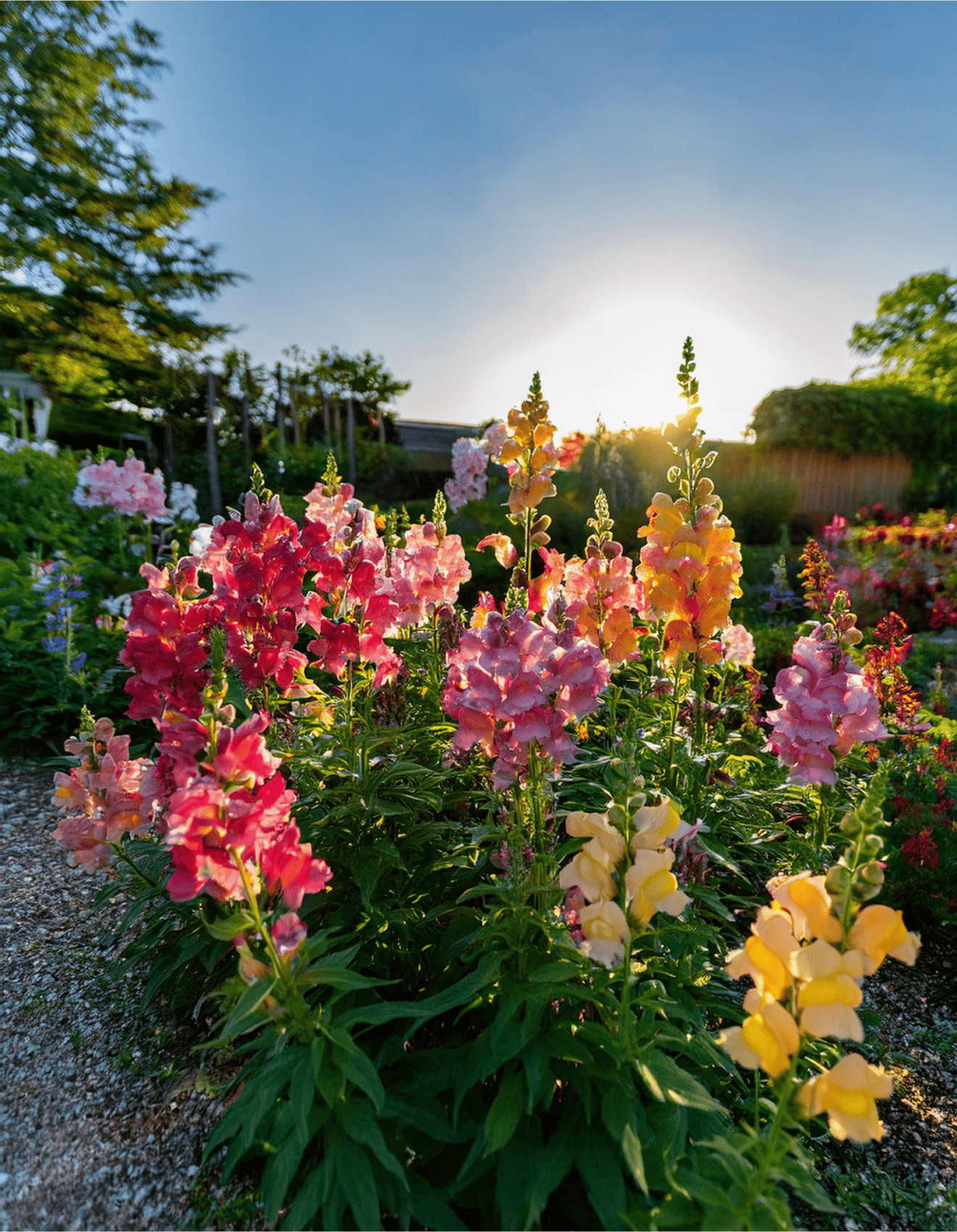 9 Simple Steps to Grow and Care for Snapdragon Flowers for Cut Flower ...