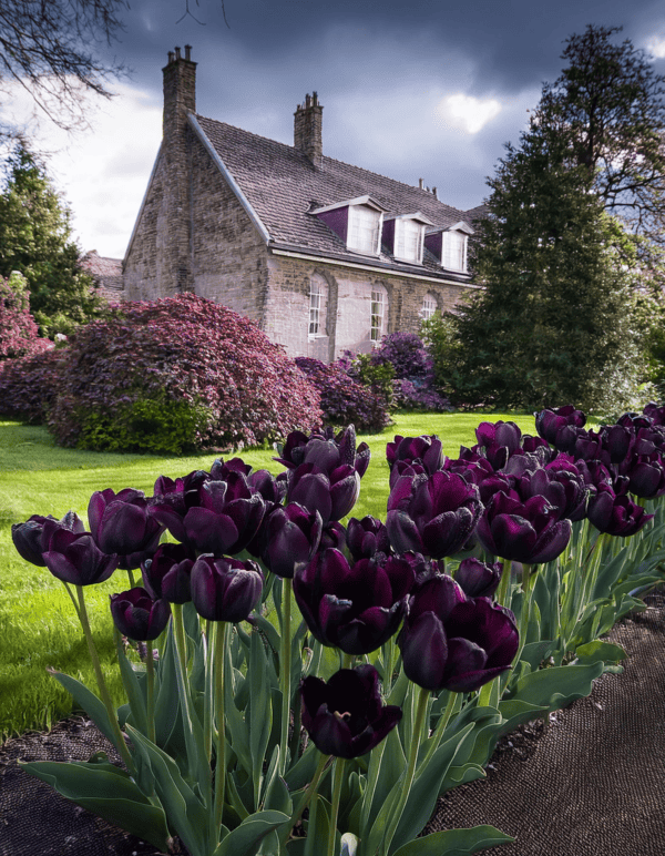 15 Plants For Your Goth Garden: Dark Blooms and Foliage