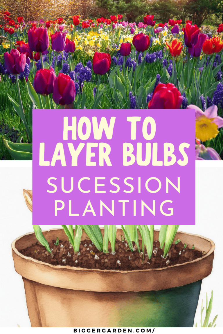 How To Layer Spring Bulbs For Succession Planting: Lasagna
