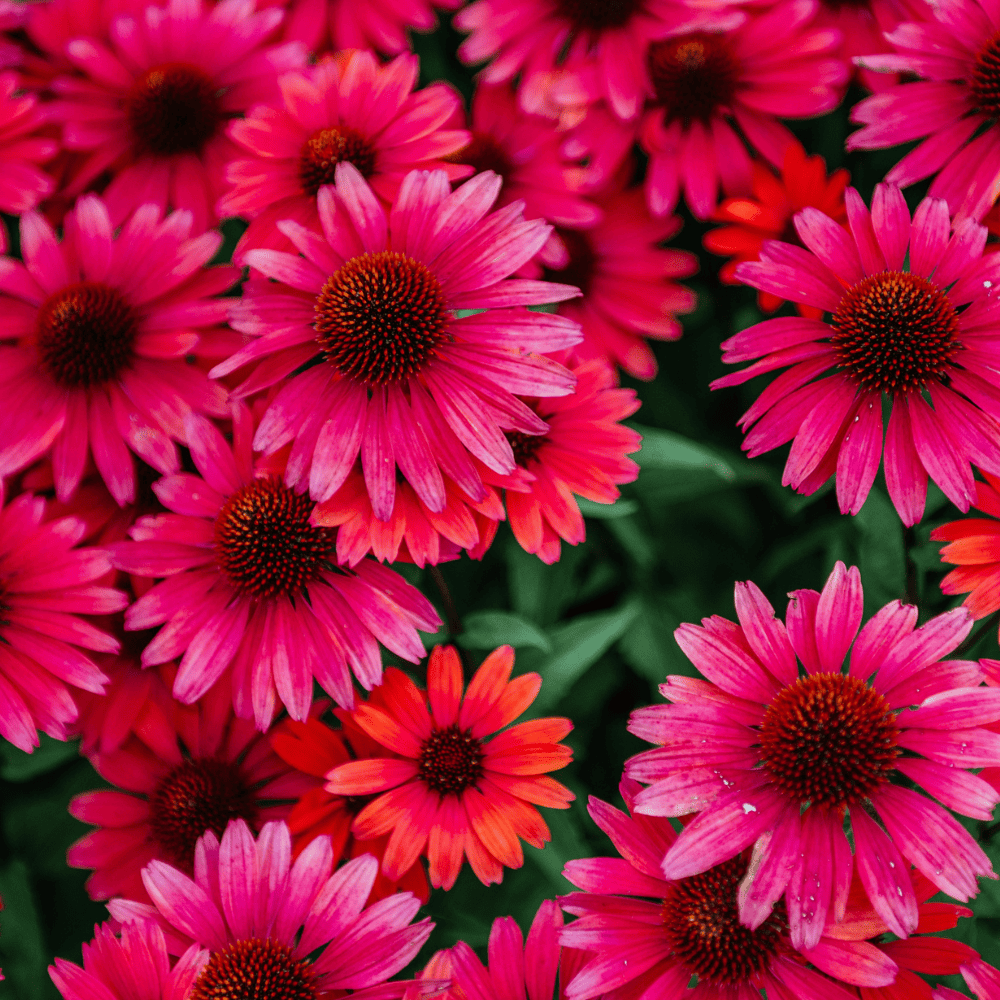 Moonbeam Coreopsis: A Gardener's Guide to Growing This Luminescent ...