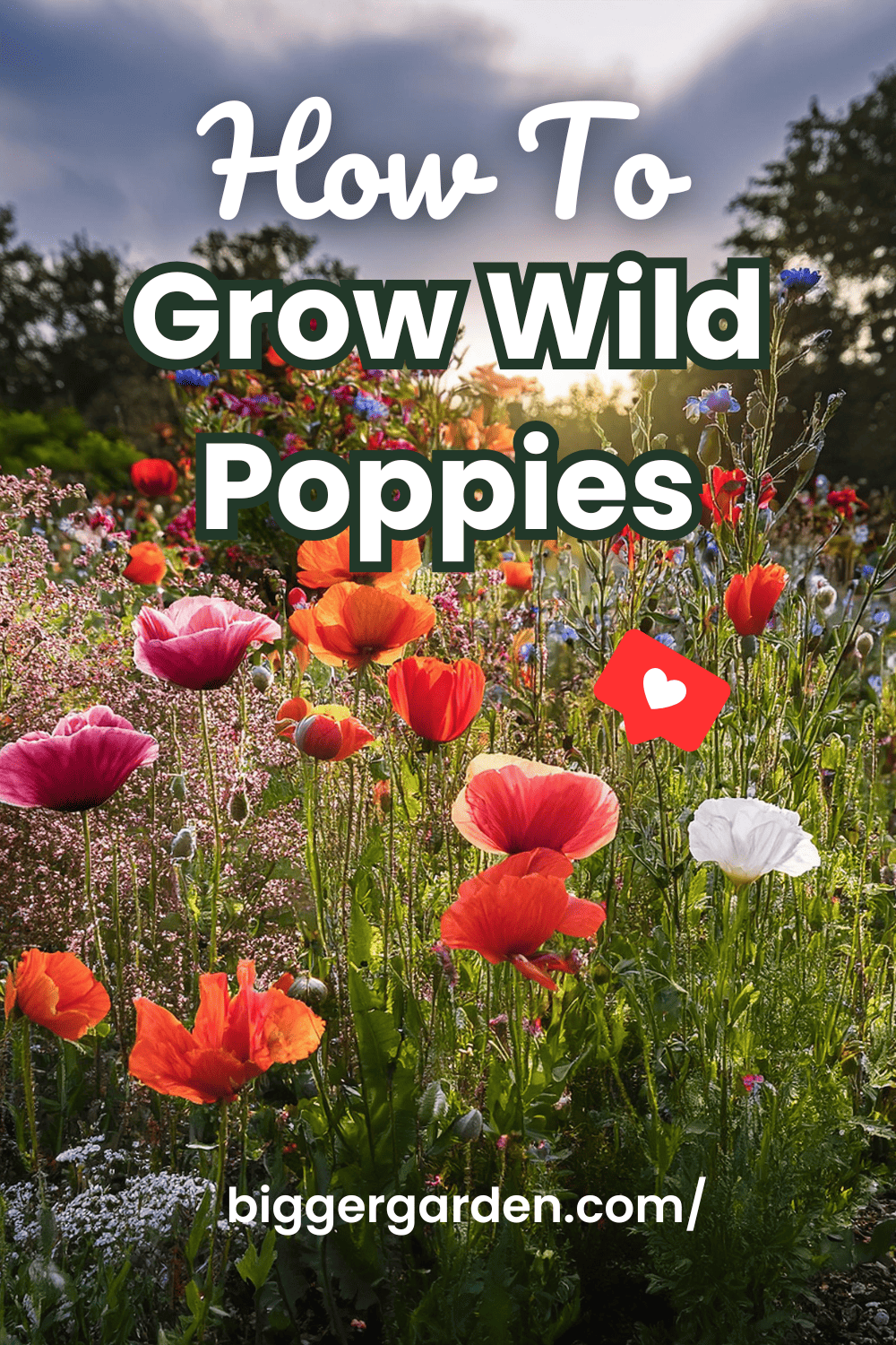 How To Grow Poppies in Your Wildflower Garden + 6 Types