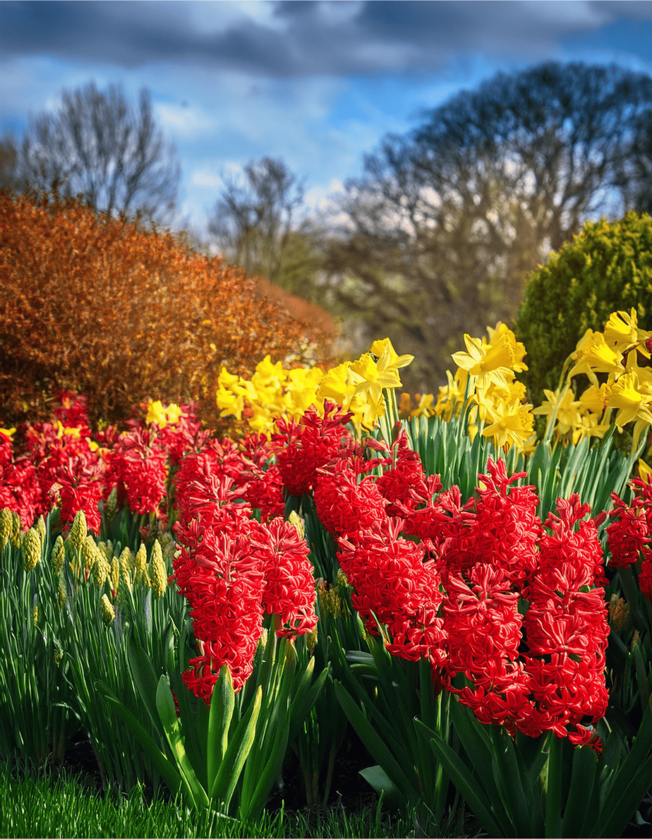 How To Layer Spring Bulbs For Succession Planting: Lasagna