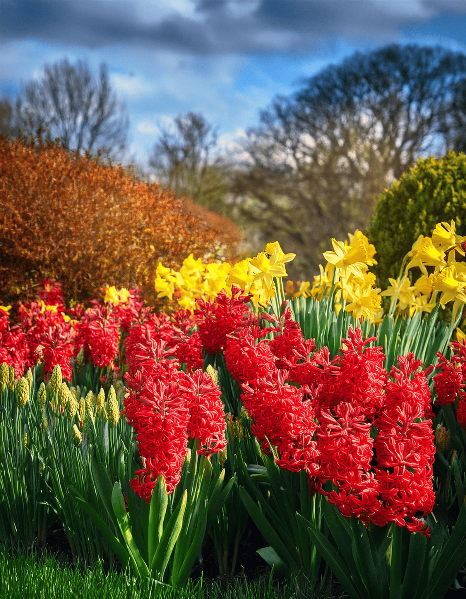 How To Layer Spring Bulbs For Succession Planting: Lasagna