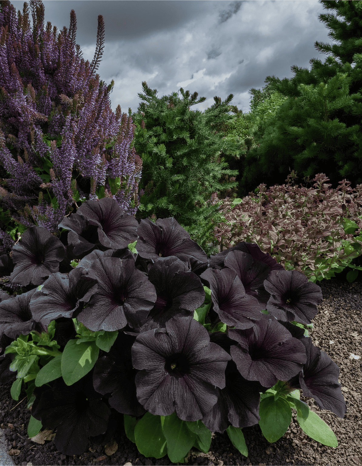 15 Plants For Your Goth Garden: Dark Blooms and Foliage
