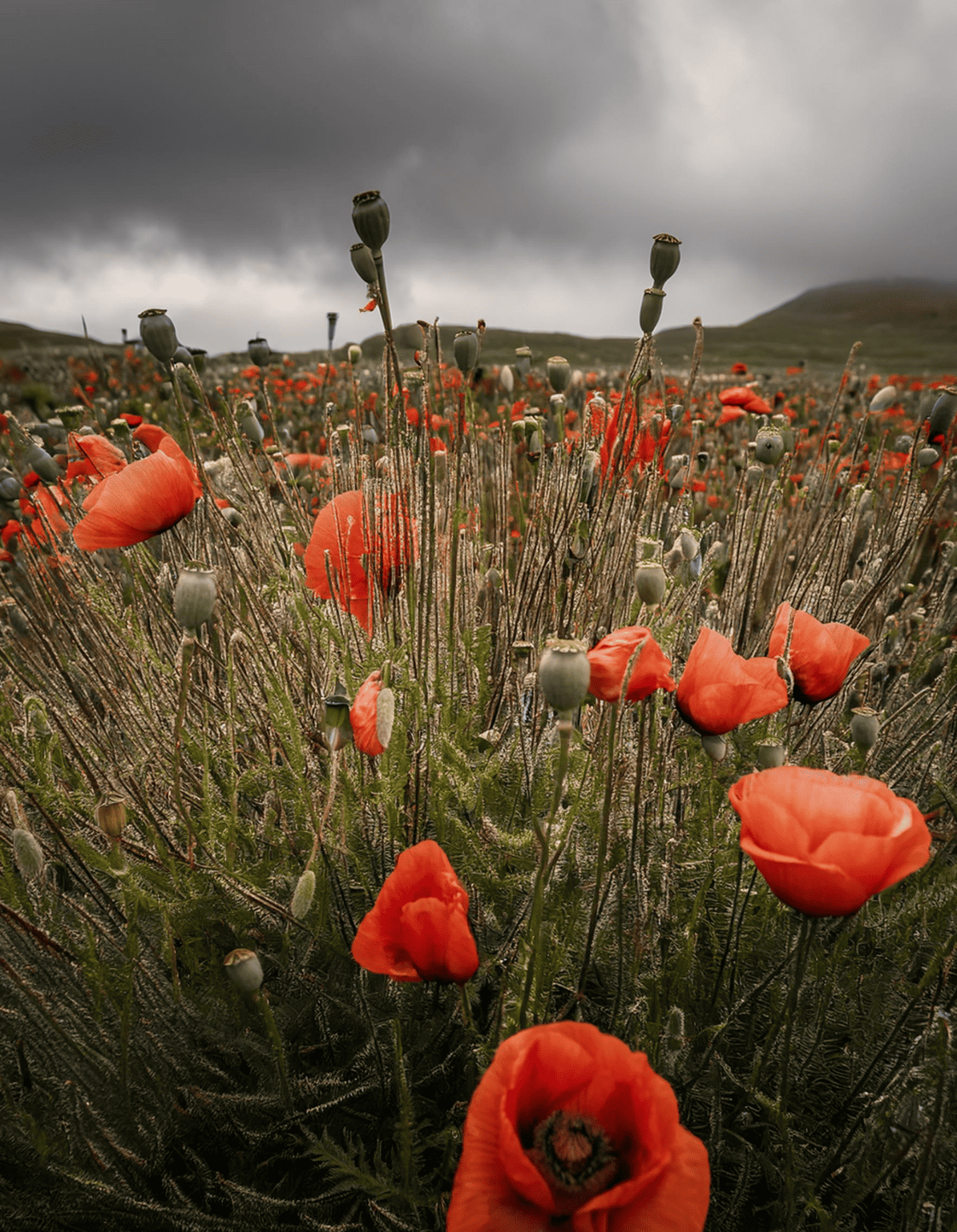 How To Grow Poppies in Your Wildflower Garden + 6 Types