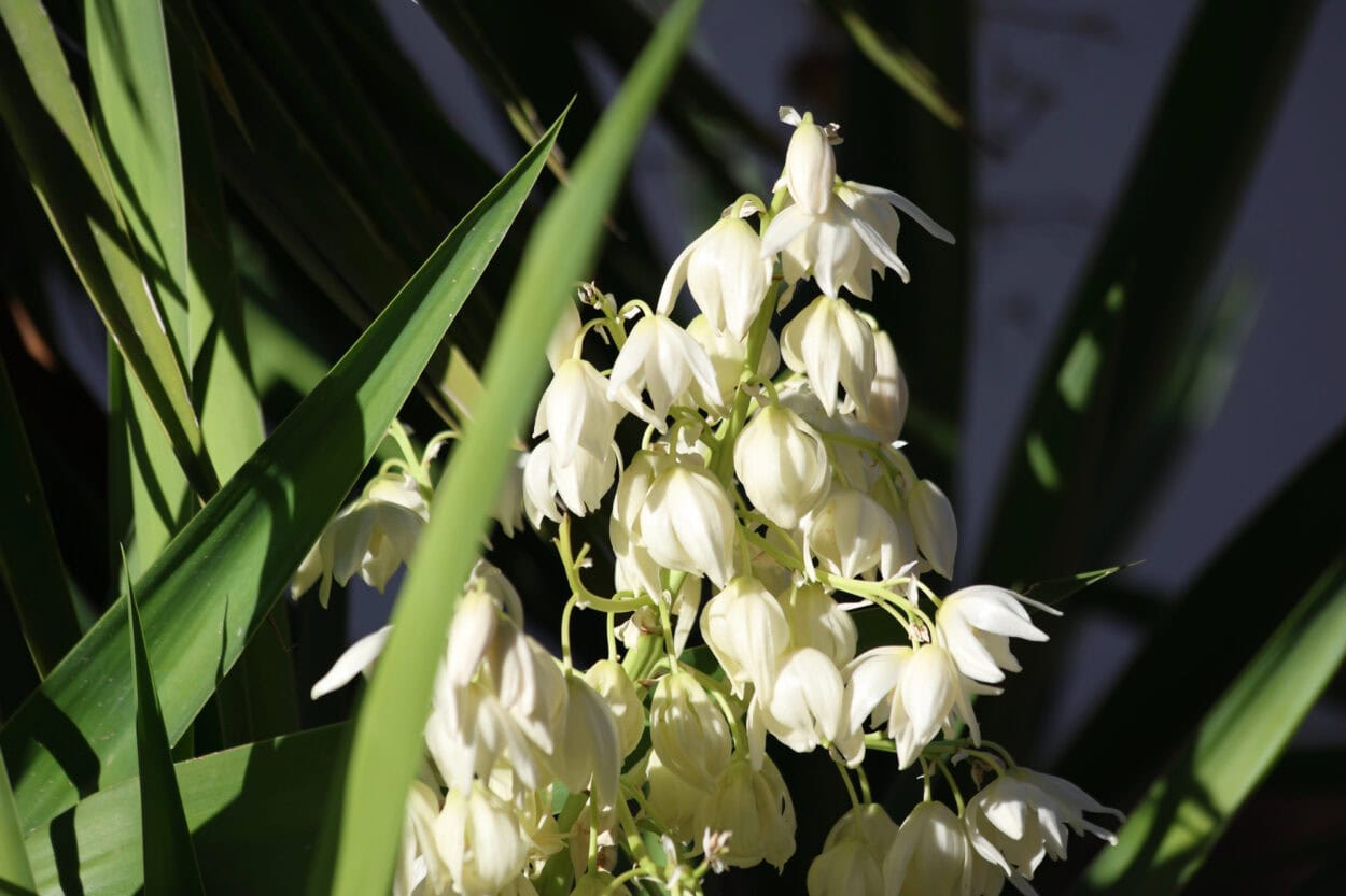 10 Night-Blooming Flowers to Attract Fireflies