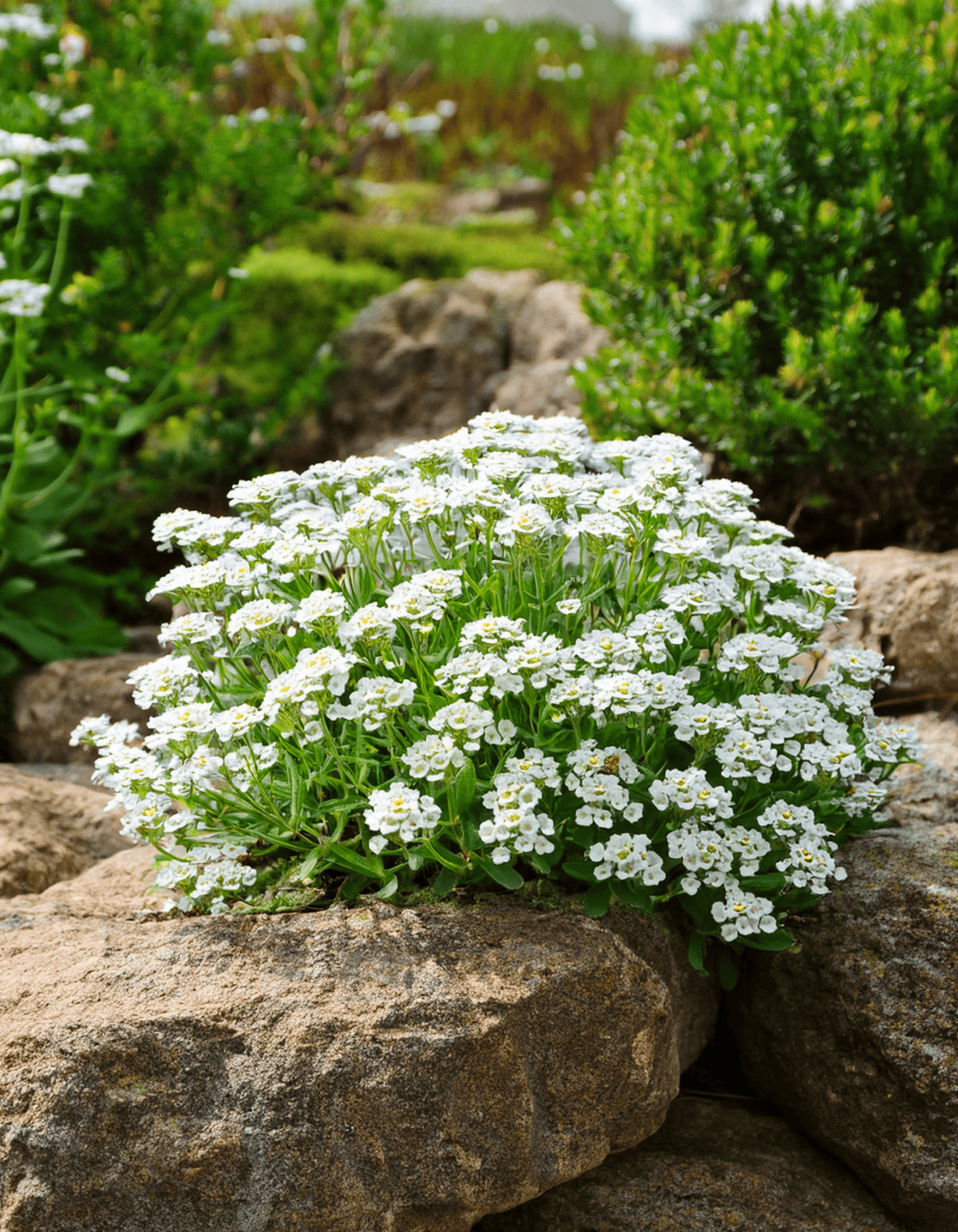12 Rock Garden Plants to Combine for a Colorful, Low-Maintenance ...