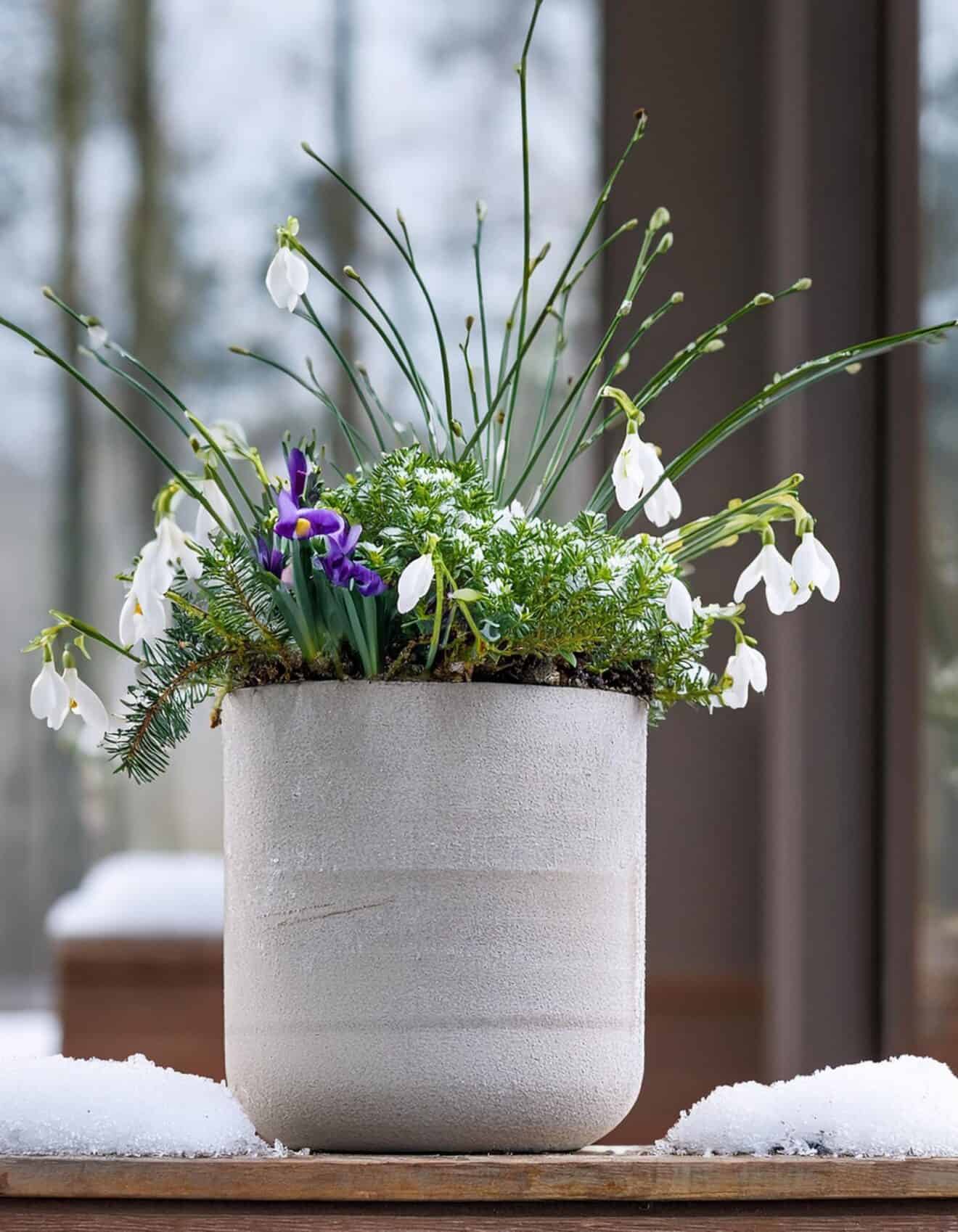 11 Simple Winter Planter Ideas to Brighten Your Outdoors