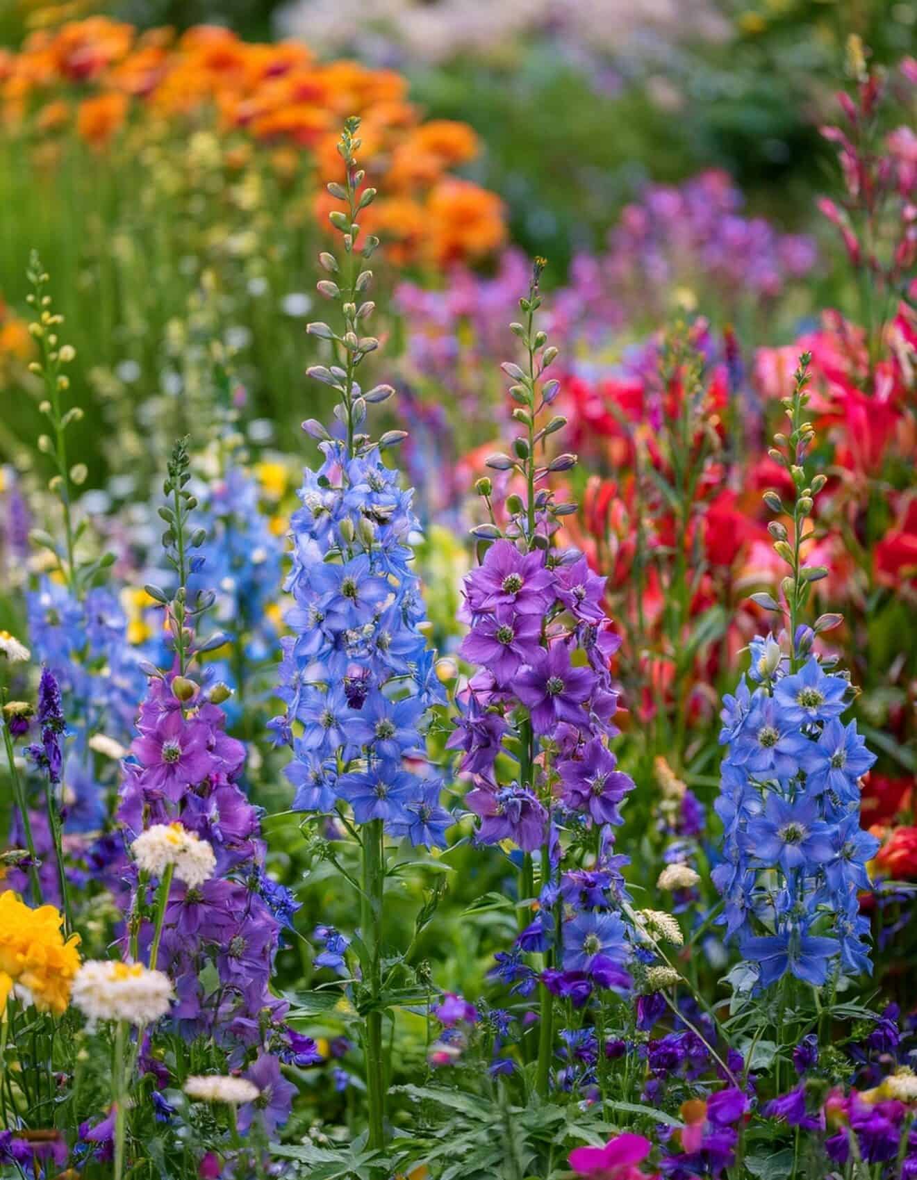 Self-Seeding Annual Flowers: The Secret to a Beautifully Chaotic ...