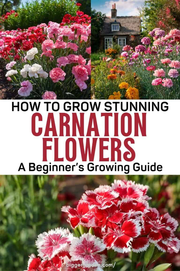 9 Simple Tips to Grow Carnations: A Gardener’s Guide to Long-Lasting ...
