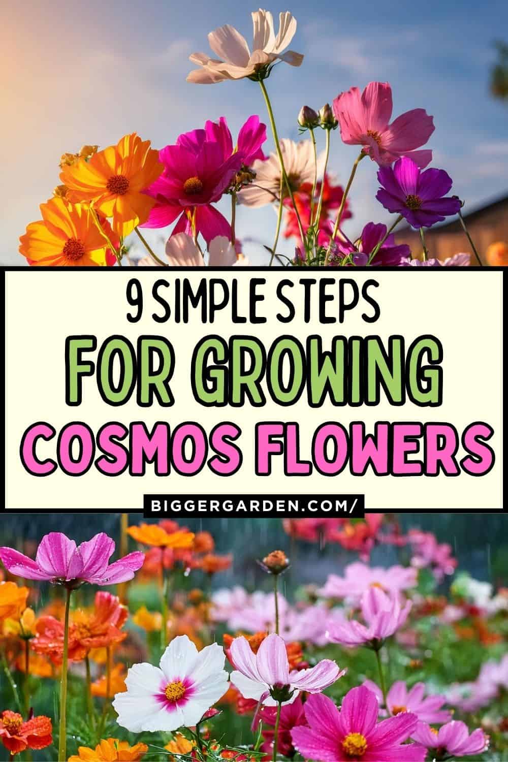9 Simple Tips to Grow Cosmos Flowers: A Gardener’s Guide to Blooms That ...
