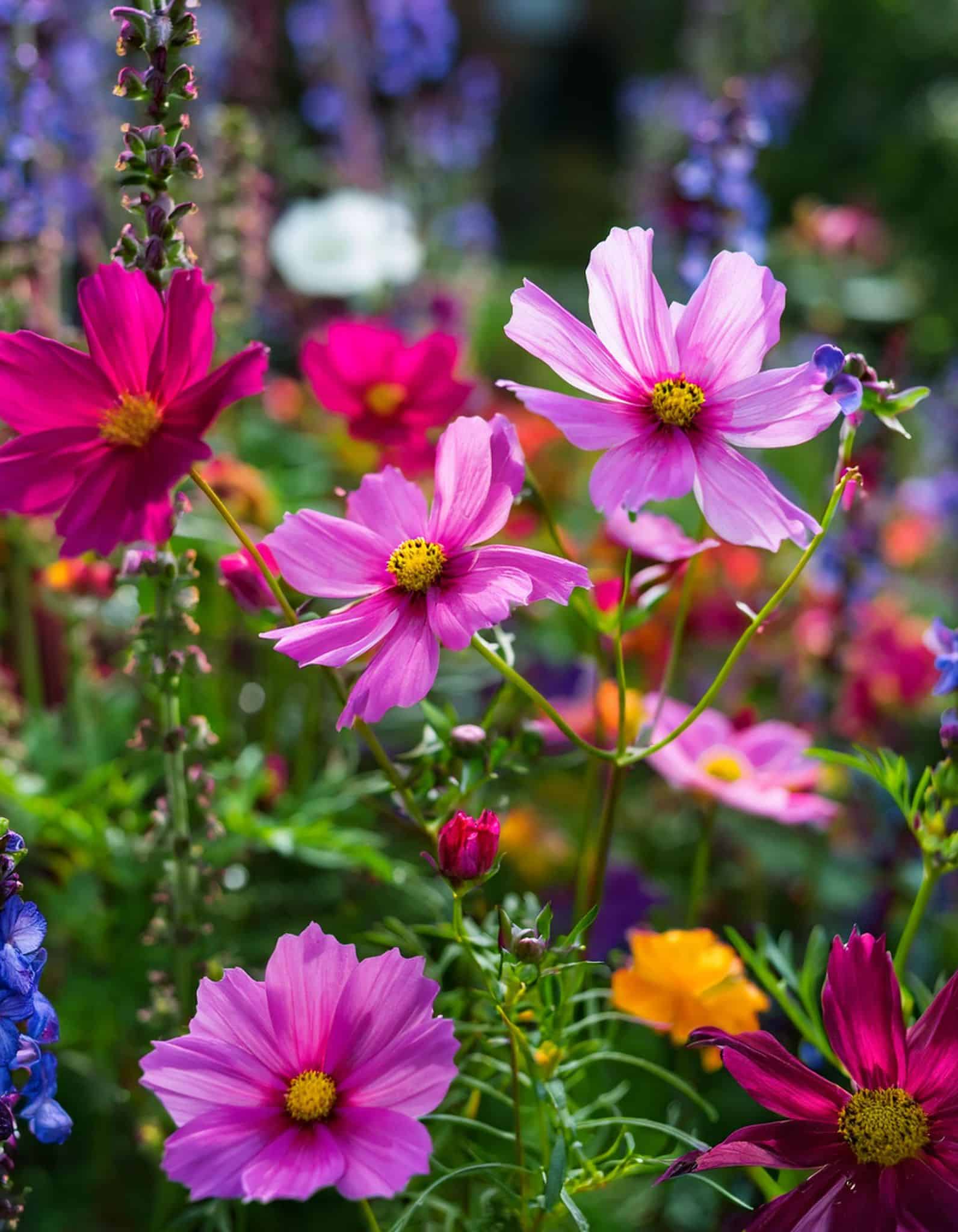 The Secret To Growing Hydroponic Beans: A Complete Guide