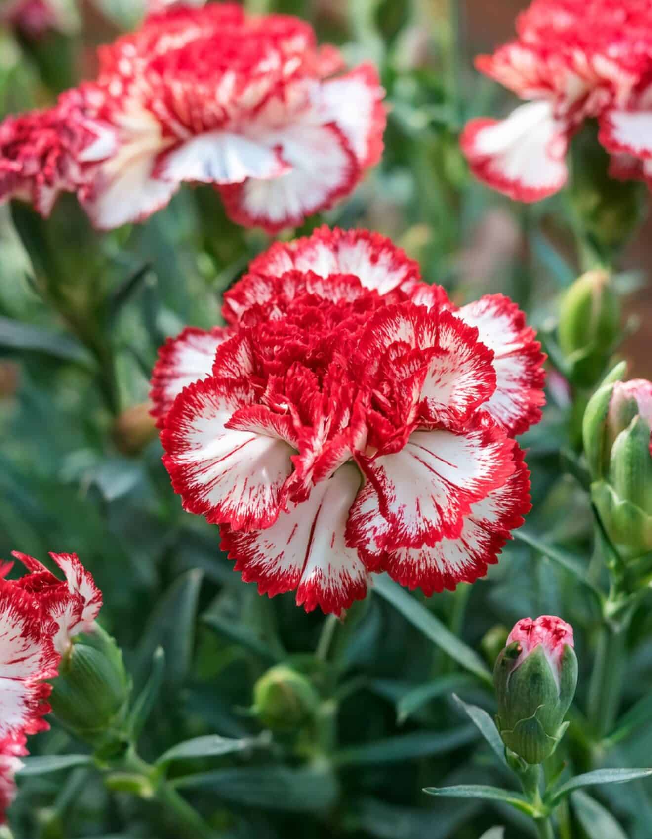 9 Simple Tips to Grow Carnations: A Gardener’s Guide to Long-Lasting ...