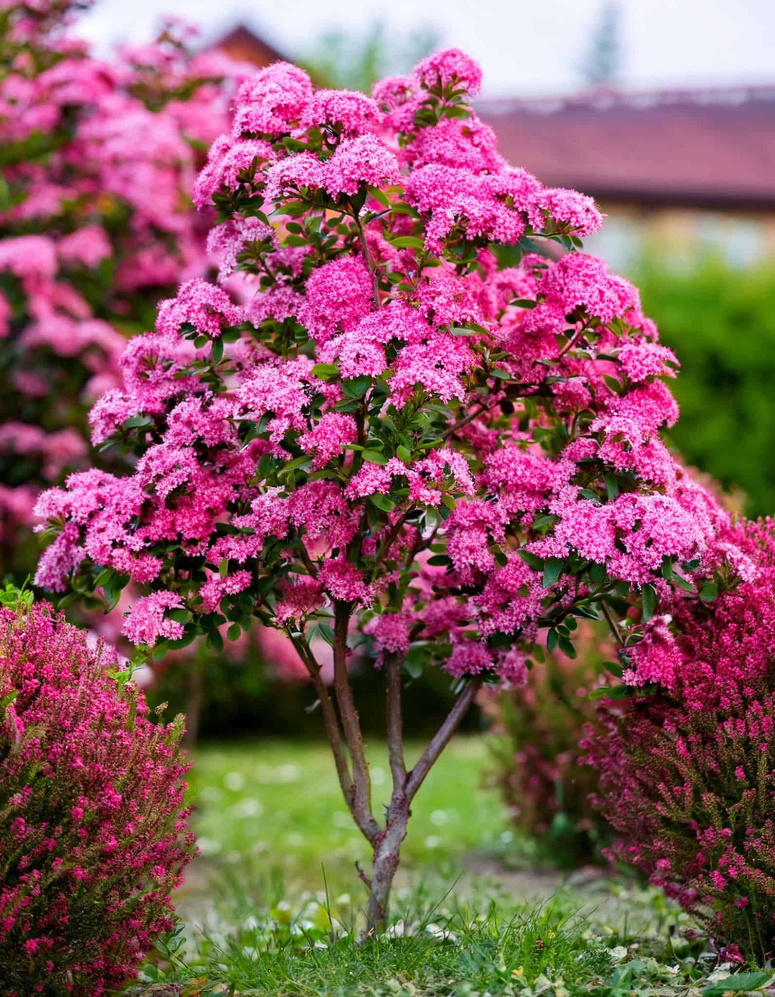 11 Stunning Dwarf Flowering Trees to Enchant Your Garden | Bigger Garden