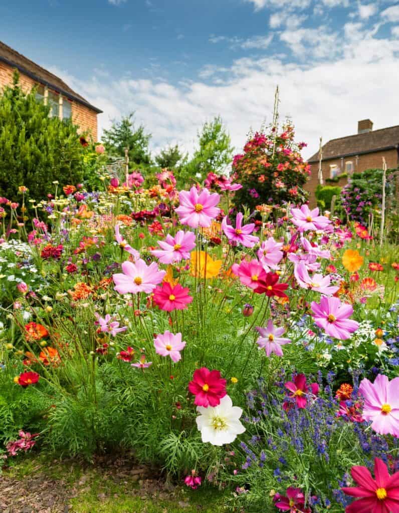 9 Simple Tips to Grow Cosmos Flowers: A Gardener’s Guide to Blooms That ...