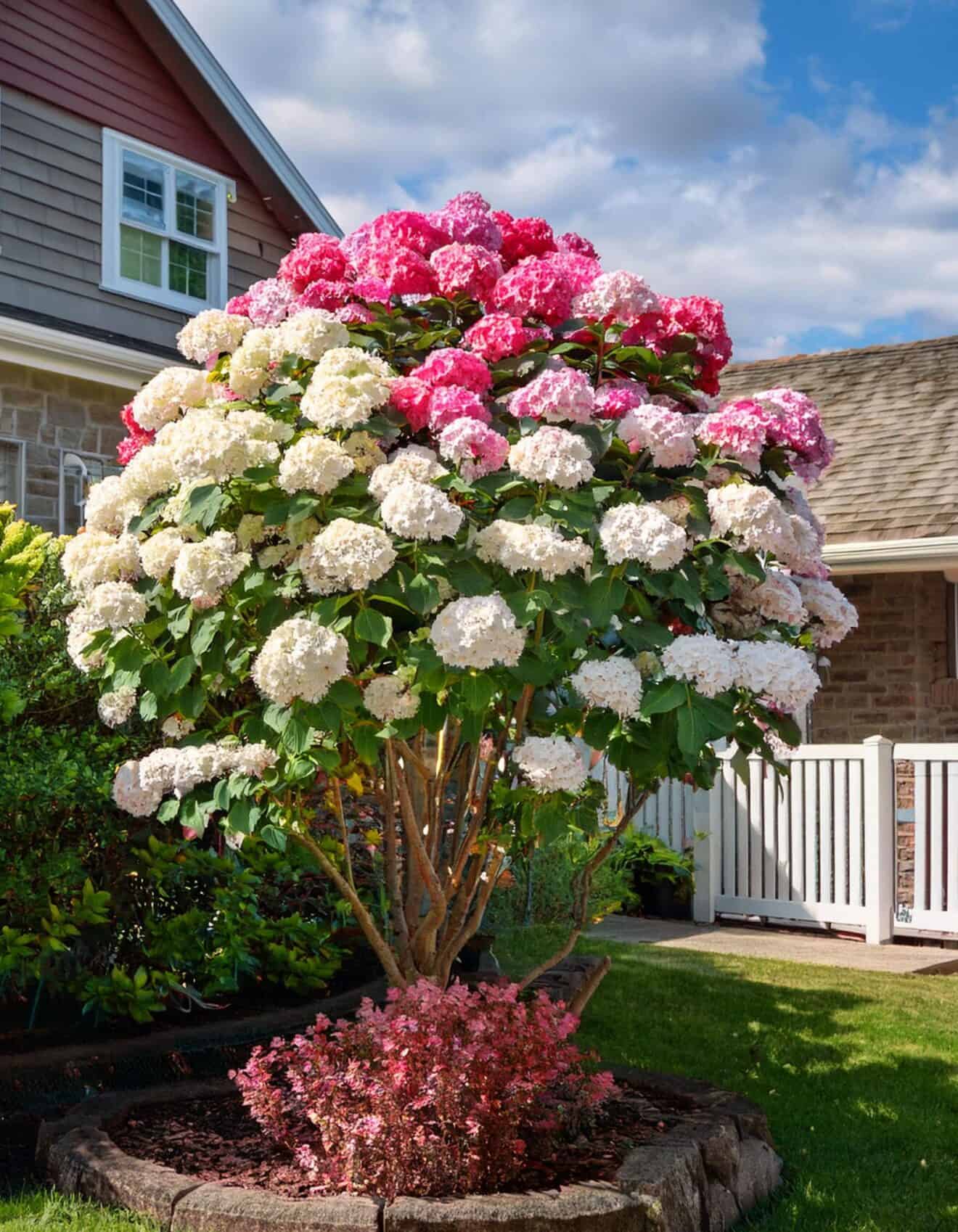 11 Stunning Dwarf Flowering Trees to Enchant Your Garden | Bigger Garden