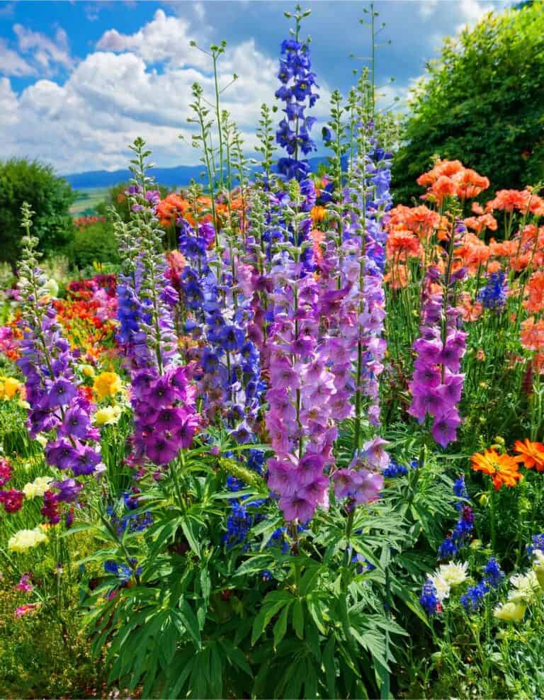 When and How to Grow Larkspur for Gorgeous Summer Flowers | Bigger Garden