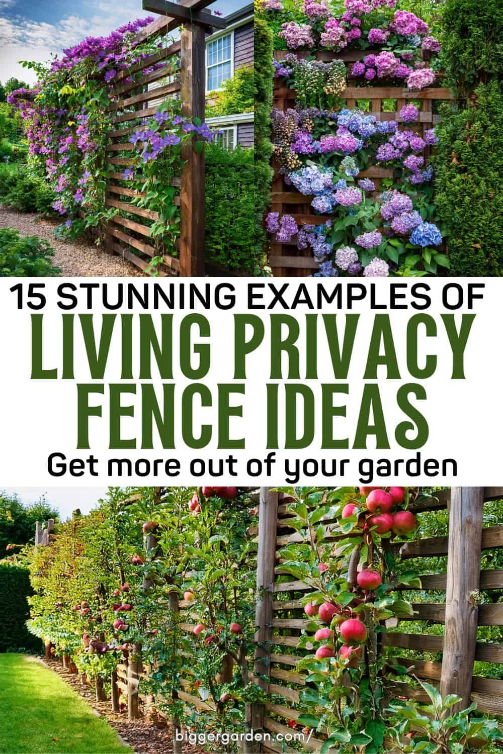 15 Stunning Living Privacy Fence Ideas to Transform Your Garden ...