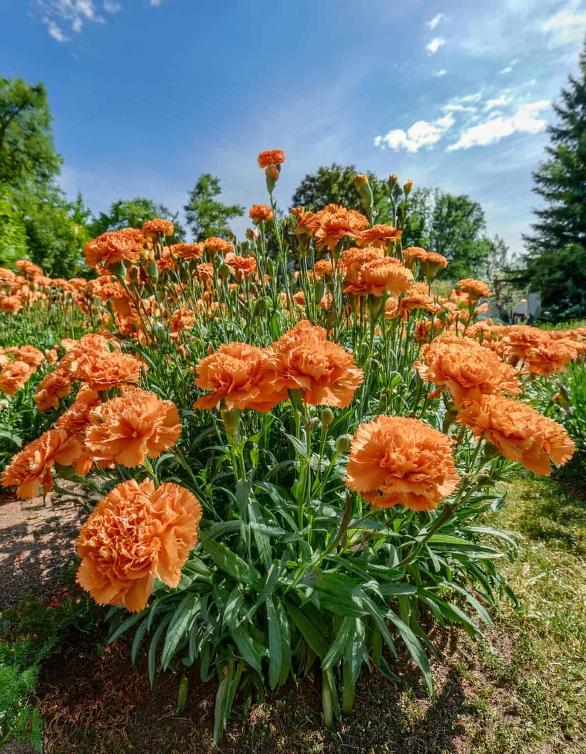 9 Simple Tips to Grow Carnations: A Gardener’s Guide to Long-Lasting ...