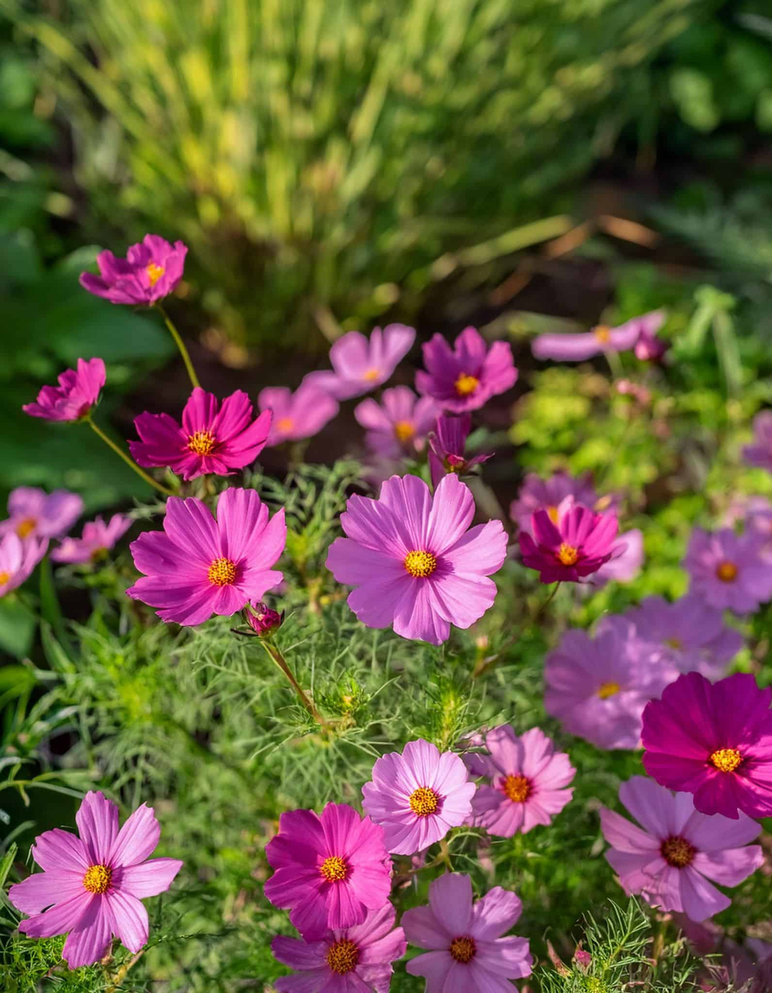 9 Simple Tips to Grow Cosmos Flowers: A Gardener’s Guide to Blooms That ...