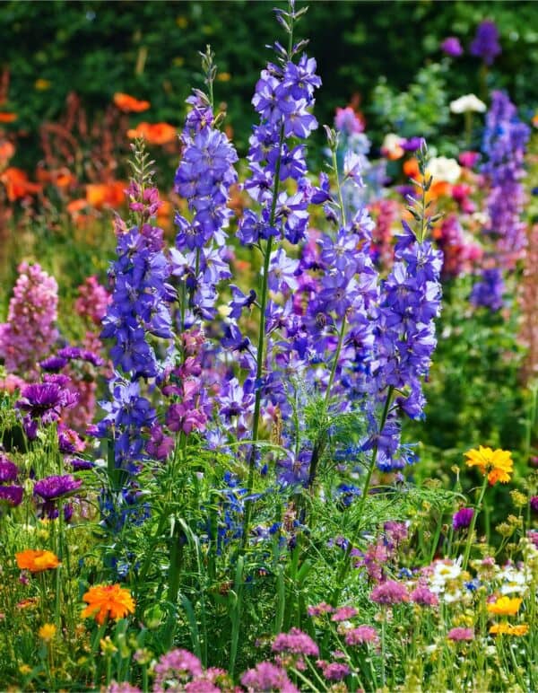 When and How to Grow Larkspur for Gorgeous Summer Flowers | Bigger Garden