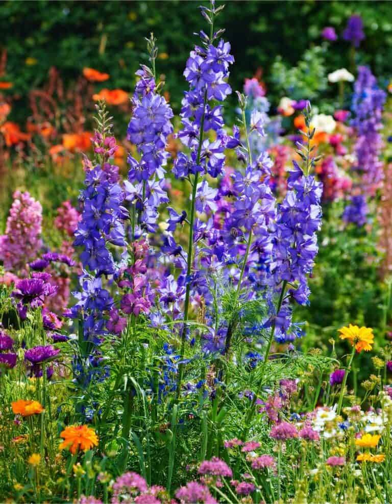 When and How to Grow Larkspur for Gorgeous Summer Flowers | Bigger Garden
