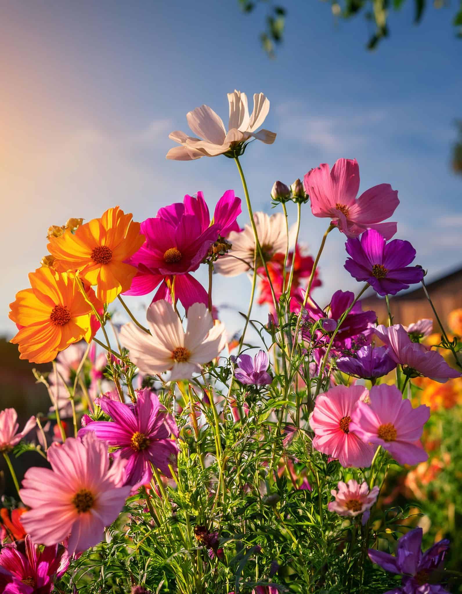 9 Simple Tips to Grow Cosmos Flowers: A Gardener’s Guide to Blooms That ...