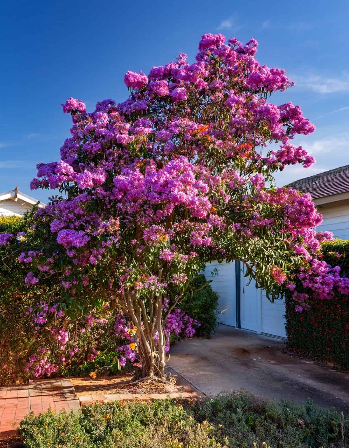 11 Stunning Dwarf Flowering Trees to Enchant Your Garden | Bigger Garden