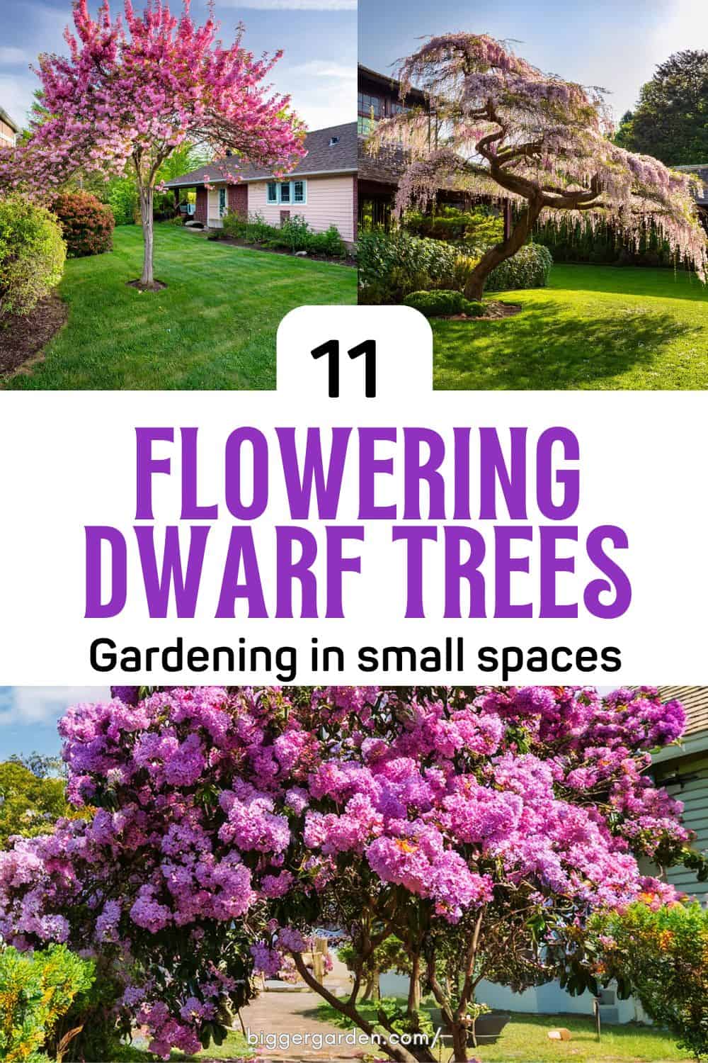 11 Stunning Dwarf Flowering Trees to Enchant Your Garden | Bigger Garden