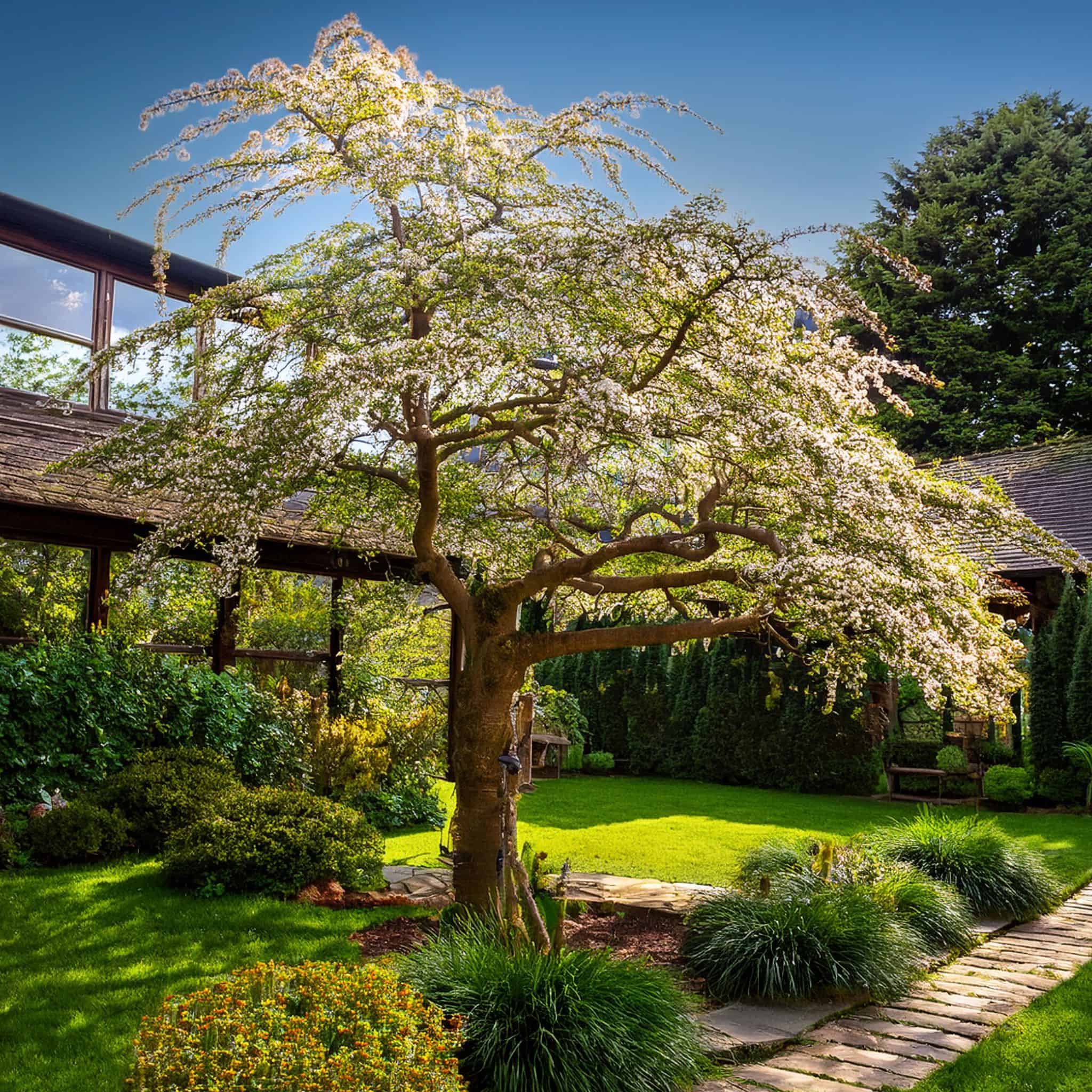 11 Stunning Dwarf Flowering Trees to Enchant Your Garden | Bigger Garden