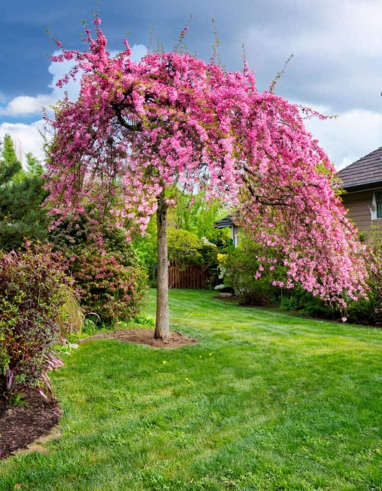 11 Stunning Dwarf Flowering Trees to Enchant Your Garden | Bigger Garden