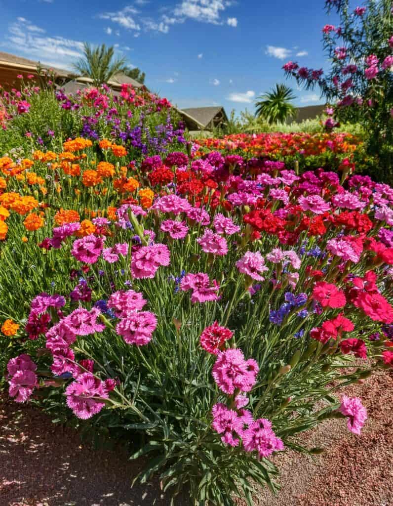 9 Simple Tips to Grow Carnations: A Gardener’s Guide to Long-Lasting ...