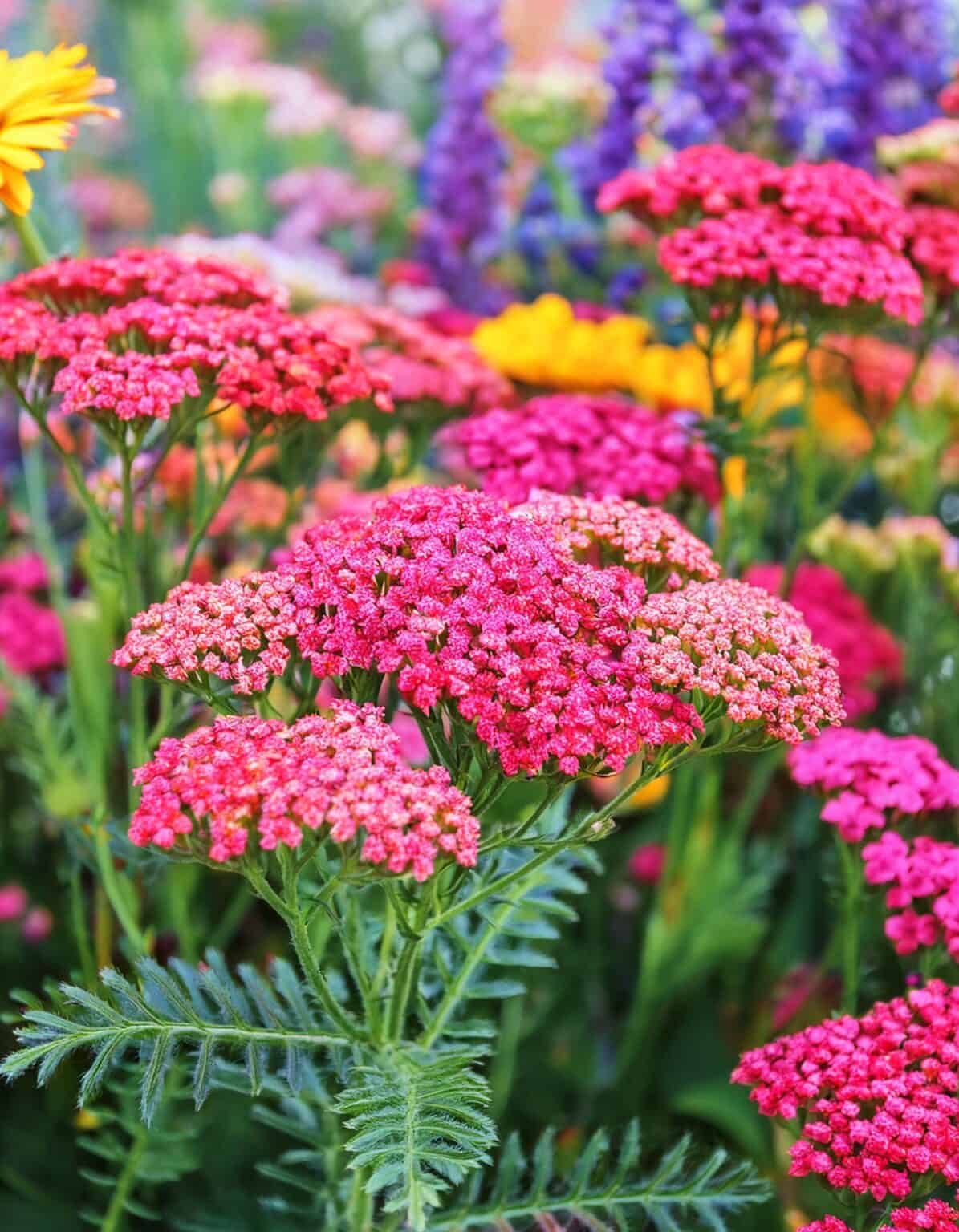 Growing Yarrow Flowers: 8 Inspiring Reasons to Add This Beauty to Your ...