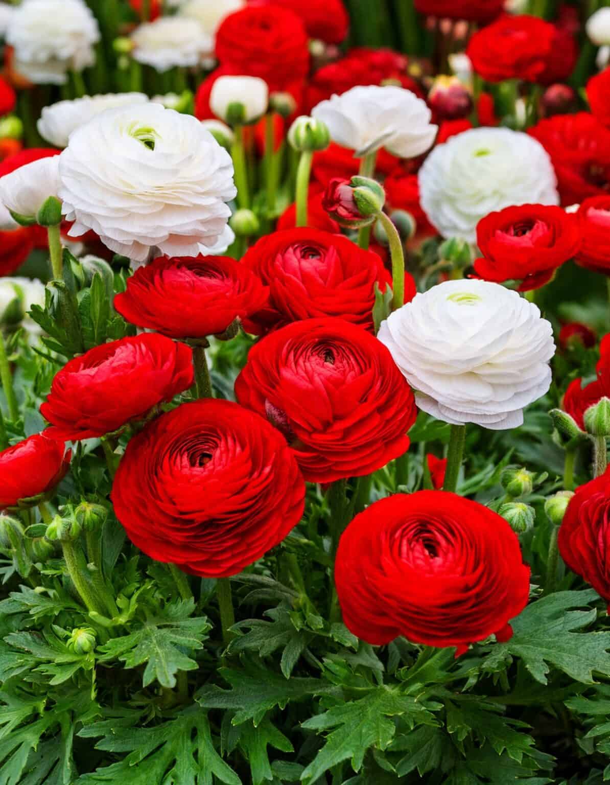 7 Essential Steps to Starting Ranunculus Flowers in Spring | Bigger Garden