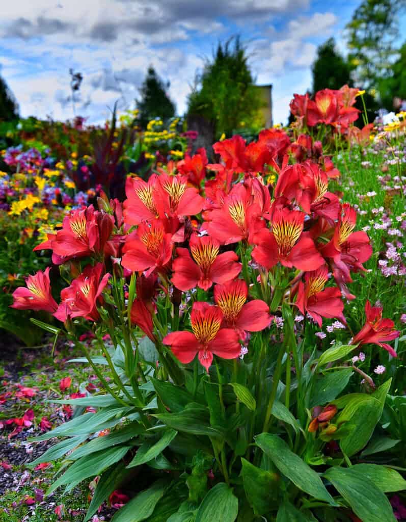 14 Red Perennial Flowers for Full Sun Gardens | Bigger Garden