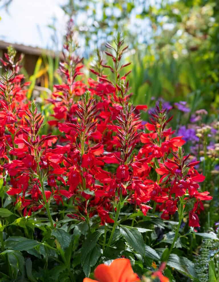 14 Red Perennial Flowers for Full Sun Gardens | Bigger Garden