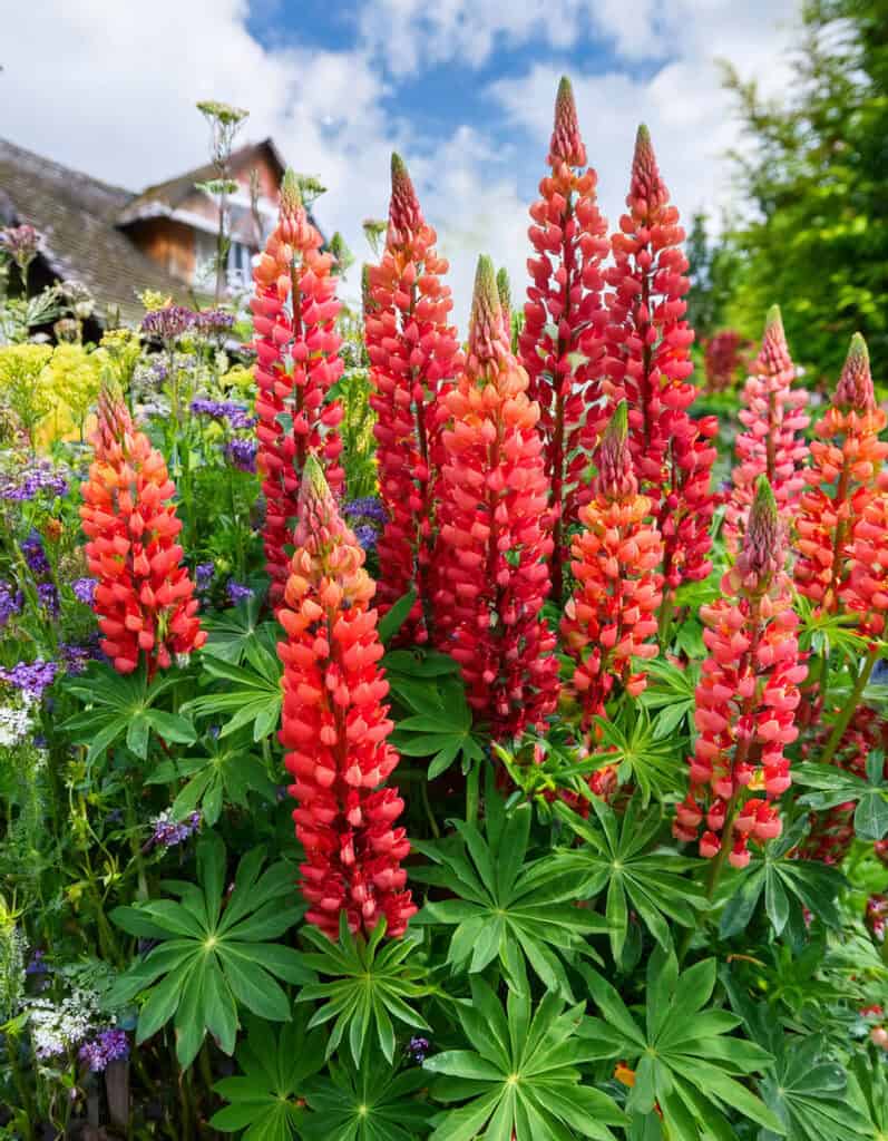 14 Red Perennial Flowers for Full Sun Gardens | Bigger Garden