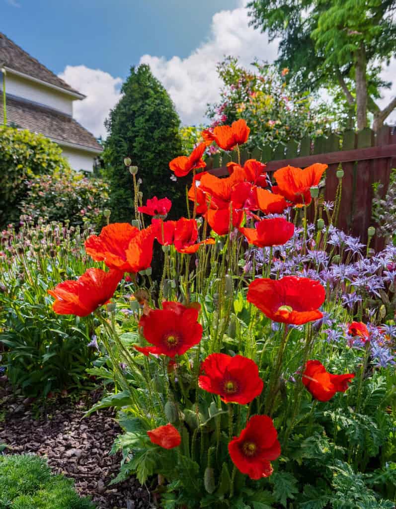 14 Red Perennial Flowers for Full Sun Gardens | Bigger Garden