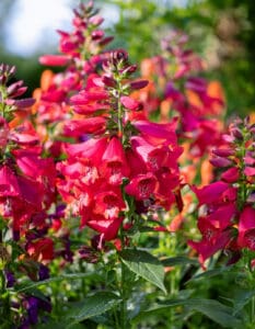 14 Red Perennial Flowers for Full Sun Gardens | Bigger Garden