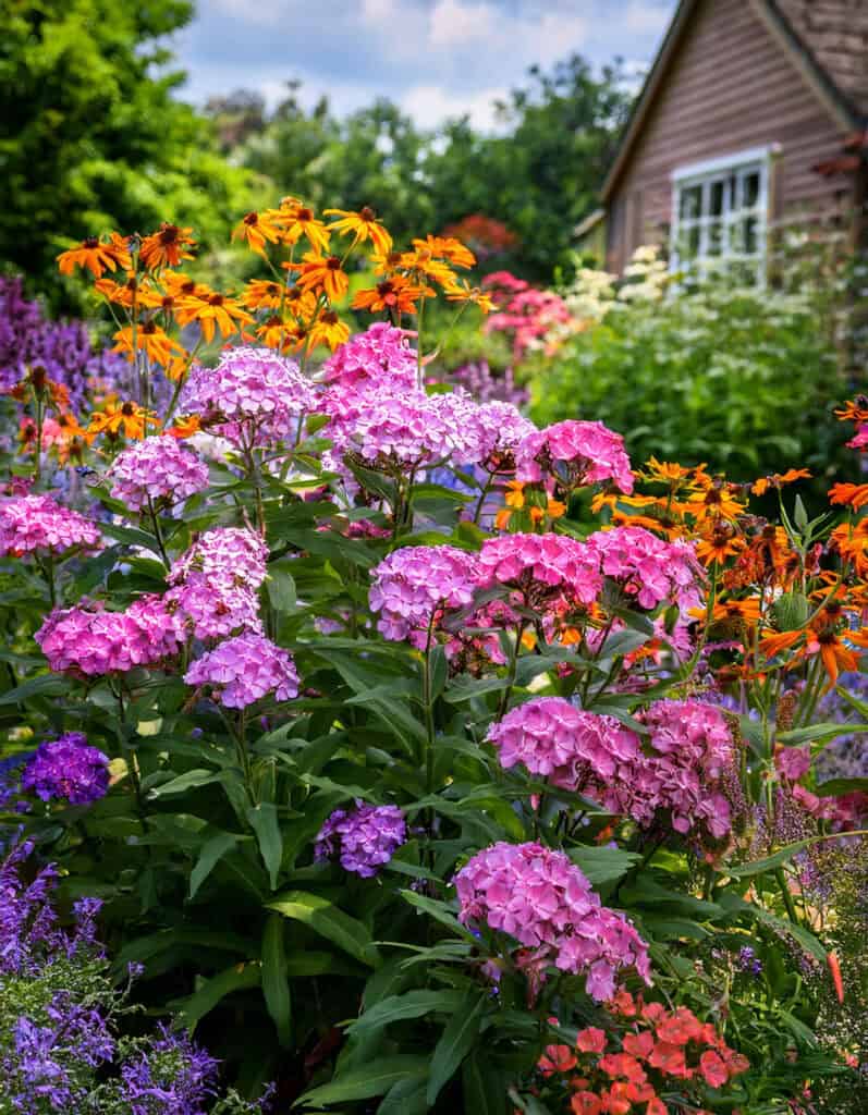 Companion Planting Ideas: Top Flowers to Pair with Carnations! | Bigger ...