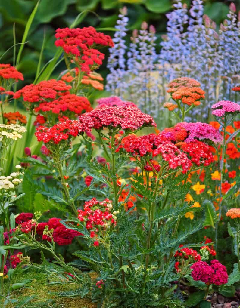 Moonbeam Coreopsis: A Gardener's Guide to Growing This Luminescent ...