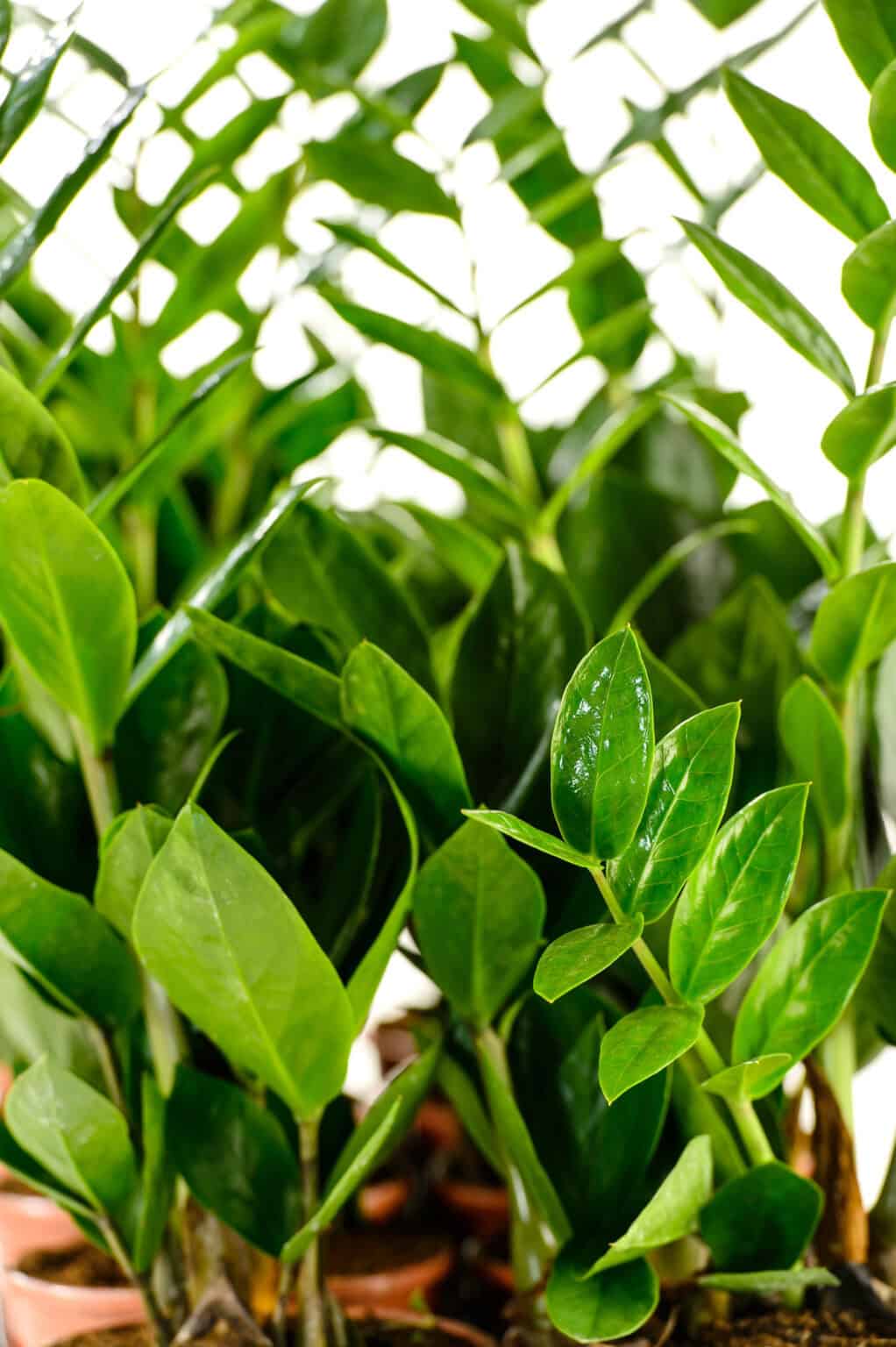 10 Essential Care Tips for Growing a Healthy ZZ Plant Indoors | Bigger ...