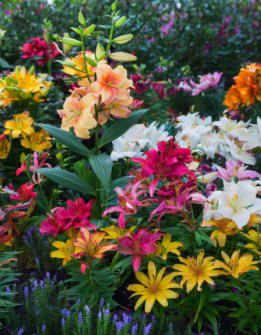 12 Tall Pink Perennials With The Best Flowers in Full Bloom